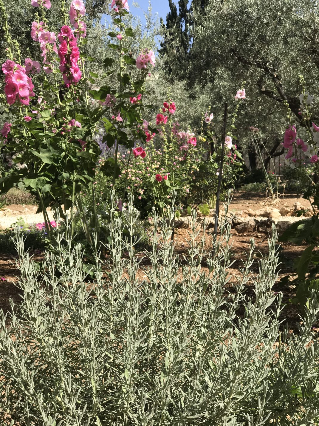 BLOOM WHERE YOU ARE PLANTED – MAGGIE HANBERRY – ClayCorvin.com